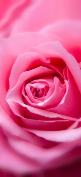 Wallpaper Rose Zoomed, Rose, Blue Rose, Pink, Flower, Background ...