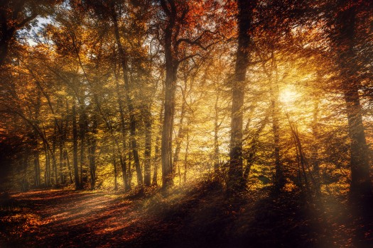 Wallpaper Brown Trees on Forest During Daytime, Background - Download ...