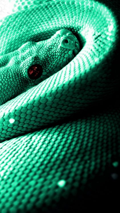 Fondos de Pantalla Amos Rex, Serpiente Arcoiris, Reptiles a Escala ...