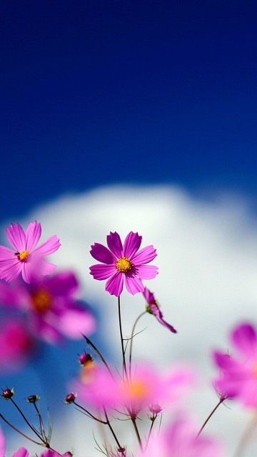 Flower Wallpaper For Mobile Screen | Best Flower Site