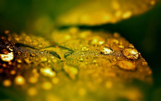 Wallpaper Leaf, Moisture, Dew, Water, Green, Background - Download Free ...
