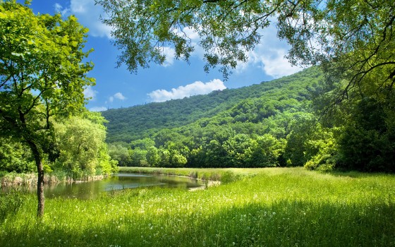 Wallpaper Green Trees Near Lake During Daytime, Background - Download ...
