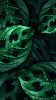 Wallpaper Leaf, Android, Nokia, Green, Botany, Background - Download ...