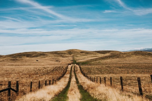 Wallpaper Rural Area, Tree, Road, Grasses, Steppe, Background ...