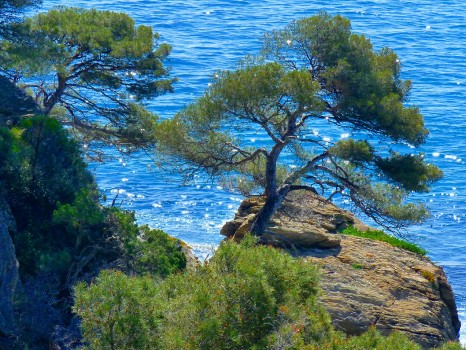 Wallpaper Green Trees Near Body of Water During Daytime, Background ...