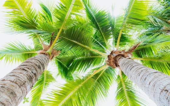 Wallpaper Green Coconut Tree During Daytime, Background - Download Free ...