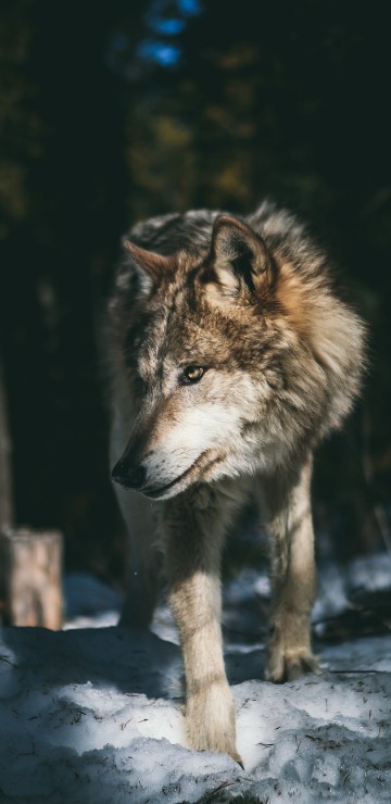 arctic wolf wallpaper