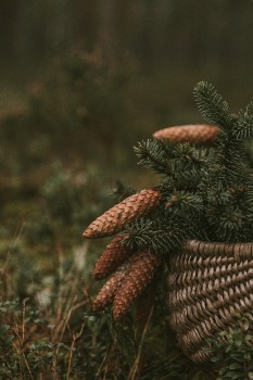 Wallpaper Vegetation, Close Up, Plant, Wildlife, Biome, Background ...