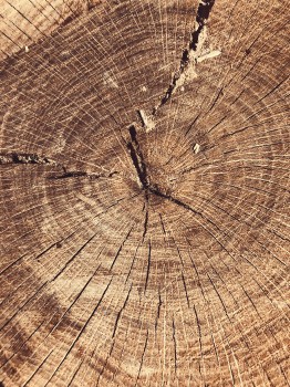 Wallpaper Tree, Wood, Science, Biology, Natural Material, Background ...