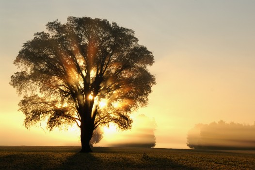 Wallpaper Brown Tree on Green Grass Field During Daytime, Background ...