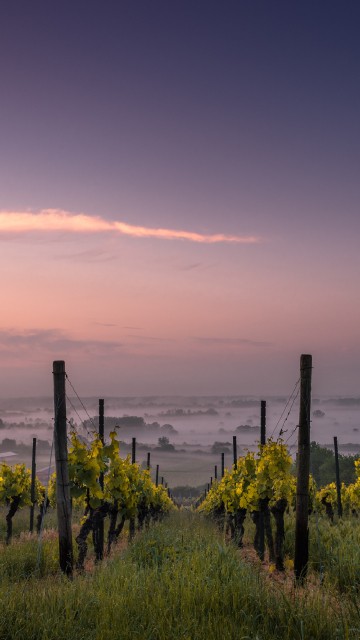 vineyard phone background