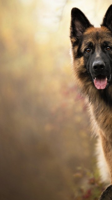 German Shepherd Wallpaper Iphone