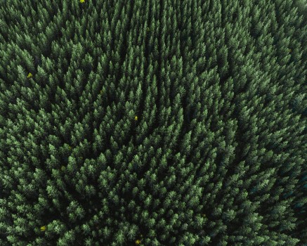Wallpaper Grass, Plant, Woolen, Wool, Woven Fabric, Background ...
