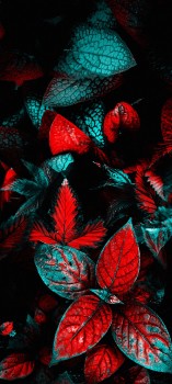 Wallpaper Leaf, Plant, Science, Biology, Red, Background - Download ...