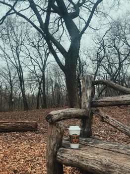 Wallpaper Tree, Wood, Science, Biology, Branch, Background - Download ...