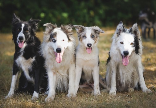 {边境牧羊犬, 粗糙牧羊犬, 品种的狗, 威尔士语牧羊犬, 伴侣的狗 4K Ultra HD 壁纸，3840x2160 动物 图片，桌面背景和图片。
