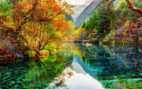 Wallpaper Green Trees Beside River During Daytime, Background ...