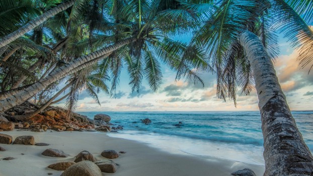 Wallpaper Palm Tree on Beach Shore During Daytime, Background ...
