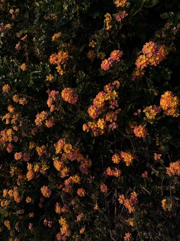 Wallpaper Flower, Flowering Plant, Biology, Physics, Science ...