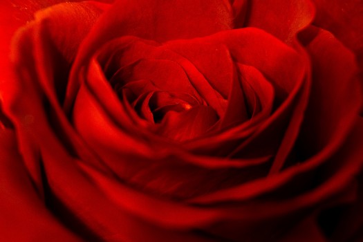 Wallpaper Red Rose in Close up Photography, Background - Download Free ...