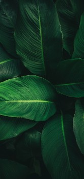 Wallpaper Leaf, Plant Stem, Science, Biology, Terrestrial Plant ...