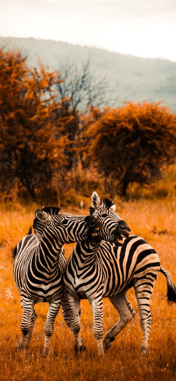 community wallpaper iphone