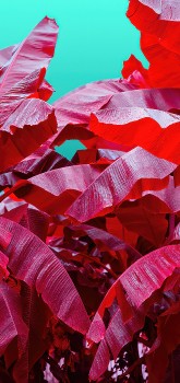 Wallpaper Leaf, Published, Plant, Science, Light, Background - Download ...