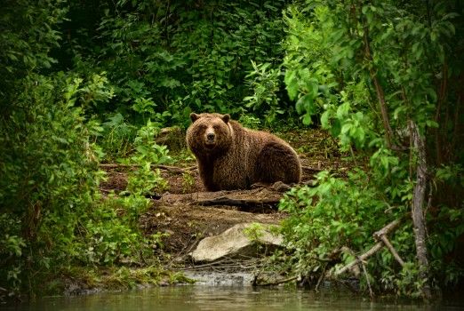 Wallpaper Brown Bear on Green Grass During Daytime, Background ...