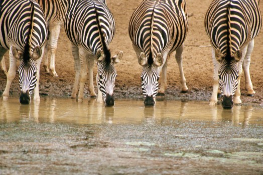 Wallpaper Zebra Walking on Mud During Daytime, Full HD, HDTV, 1080p 16: ...