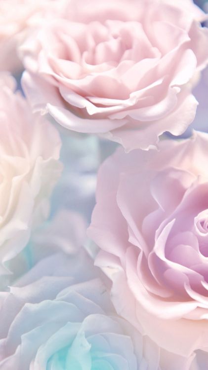 Rosas Rosadas Y Blancas Tumblr