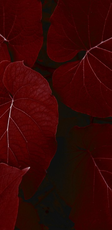 maroon wallpaper iphone